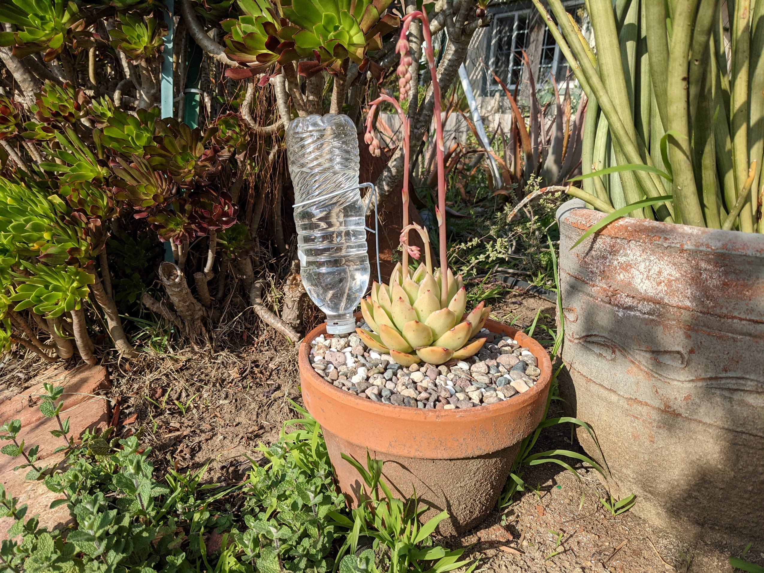 Garden Hack: DIY Water Bottle Drip Watering System | Sage's Acre