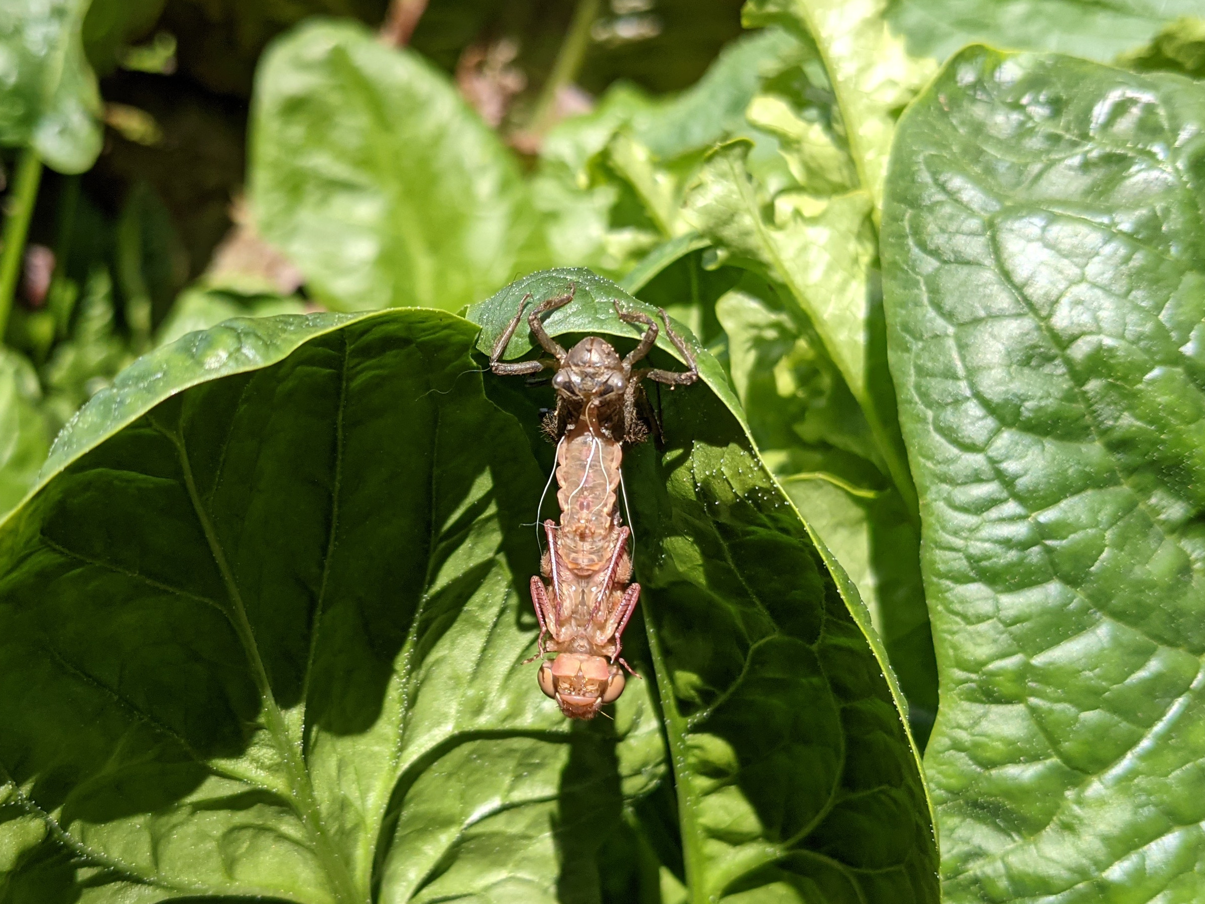 Ducks are Targeted Pest Control | Sage's Acre