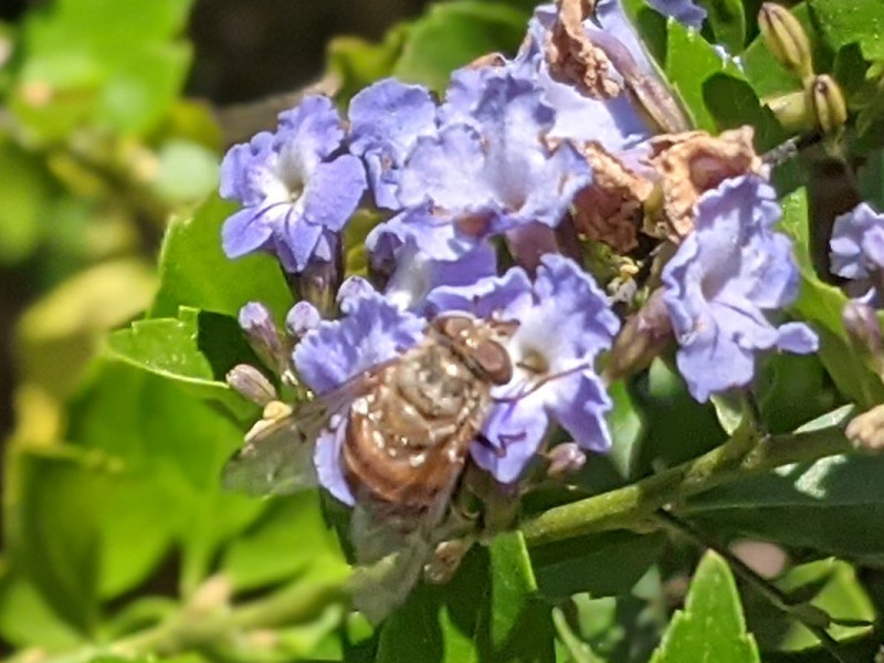 Be Not Bee | Sage's Acre