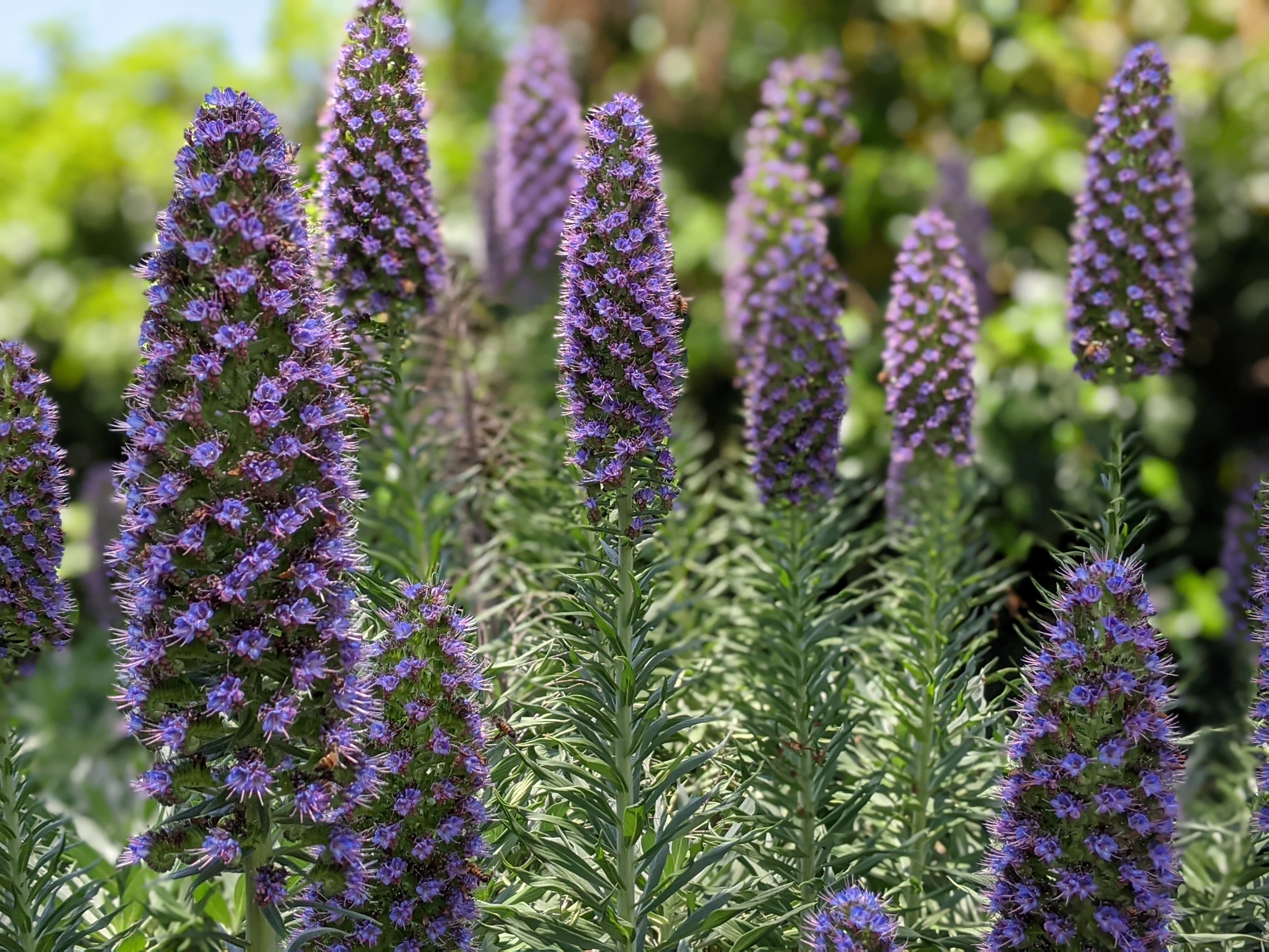 Pride of Madiera in Full Bloom | Sage's Acre