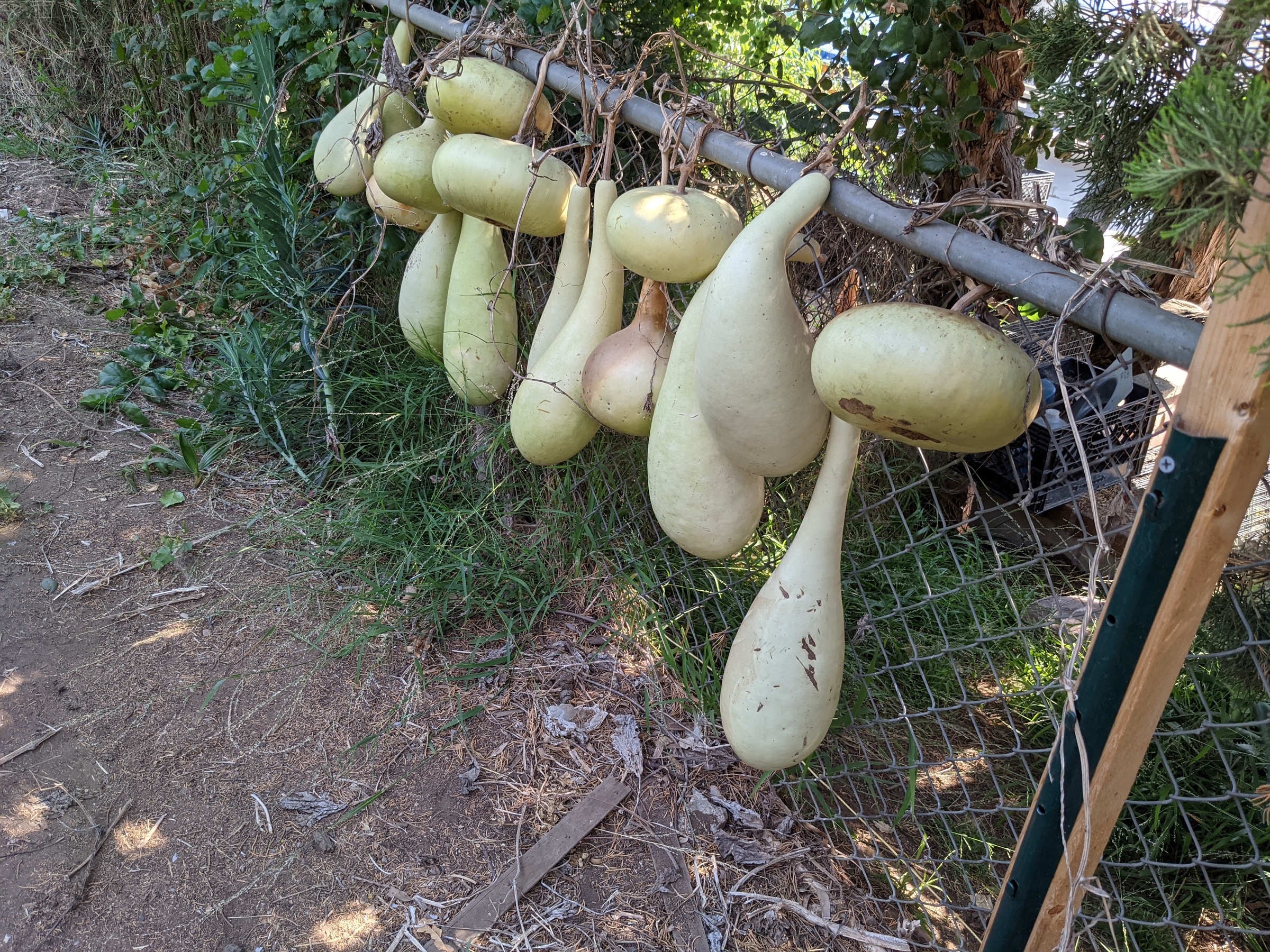 Hanging Gourd Garden 2.0 | Sage's Acre | Organic gardens