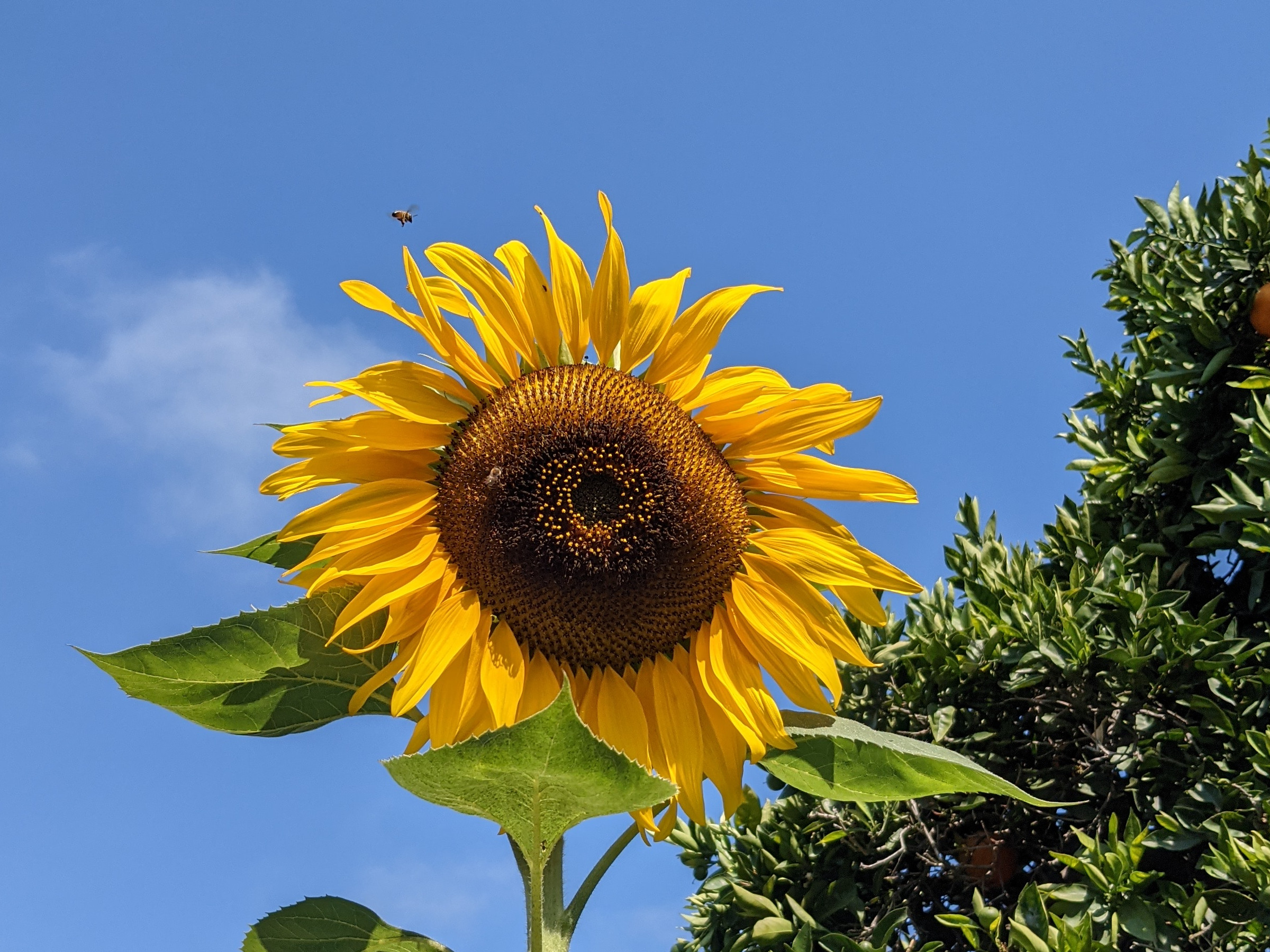Splendid Summer’s Day | Sage's Acre