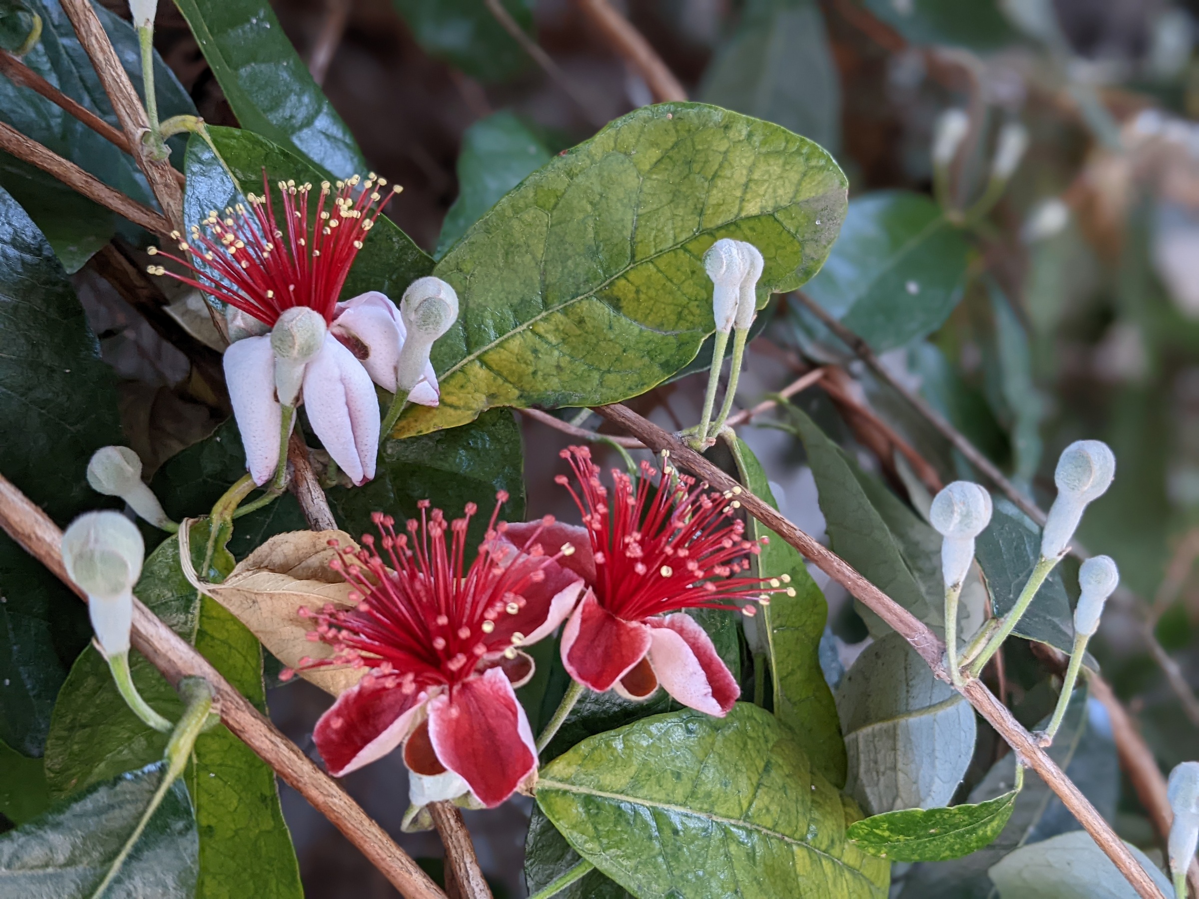 The Feijoa Blooms again | Sage's Acre