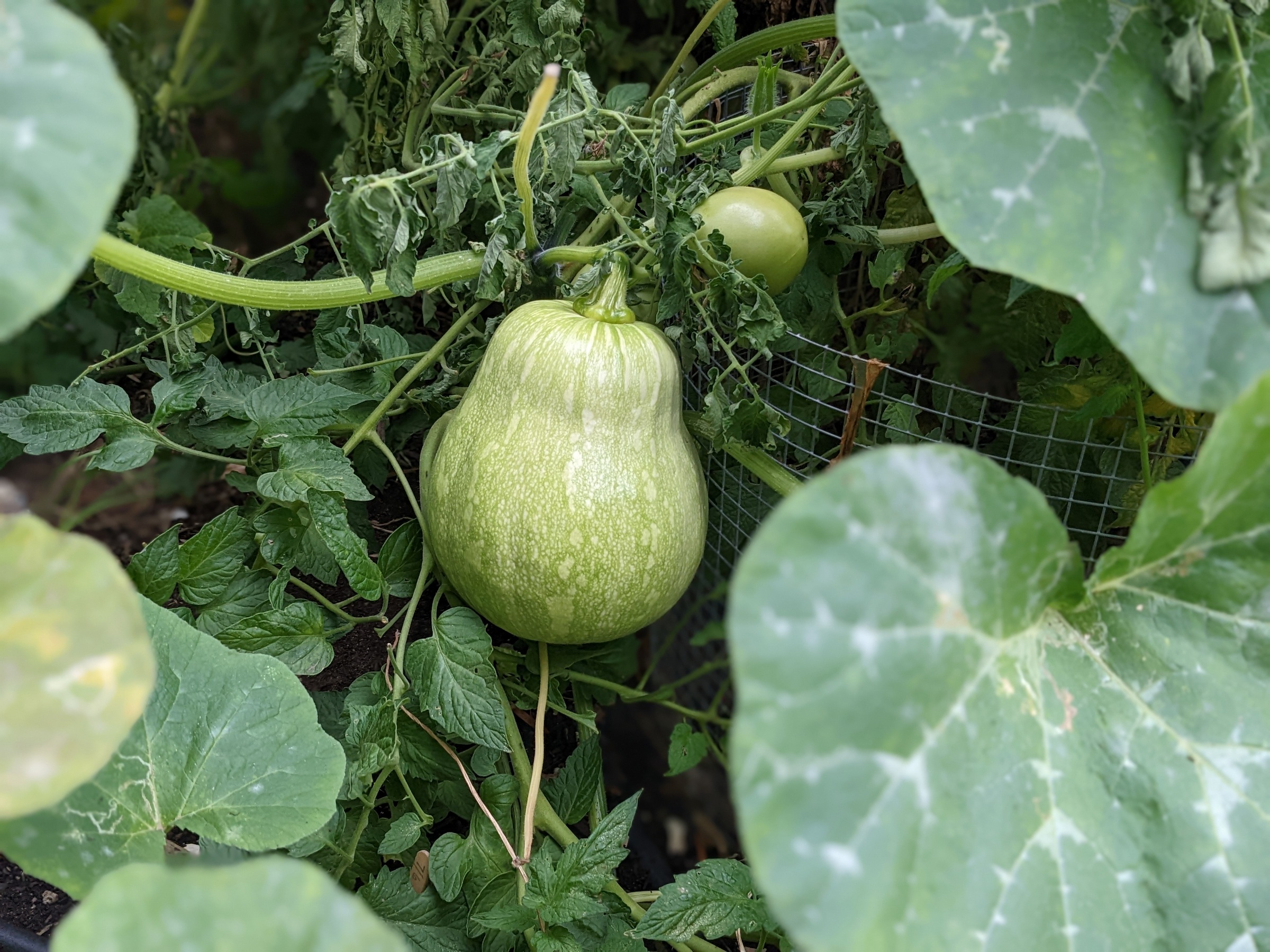 Odd Pumpkin Squash | Sage's Acre
