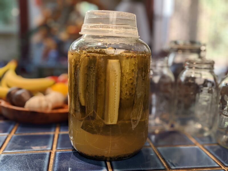 How to Make Old Fashioned Spicy Dill Pickles Sage's Acre
