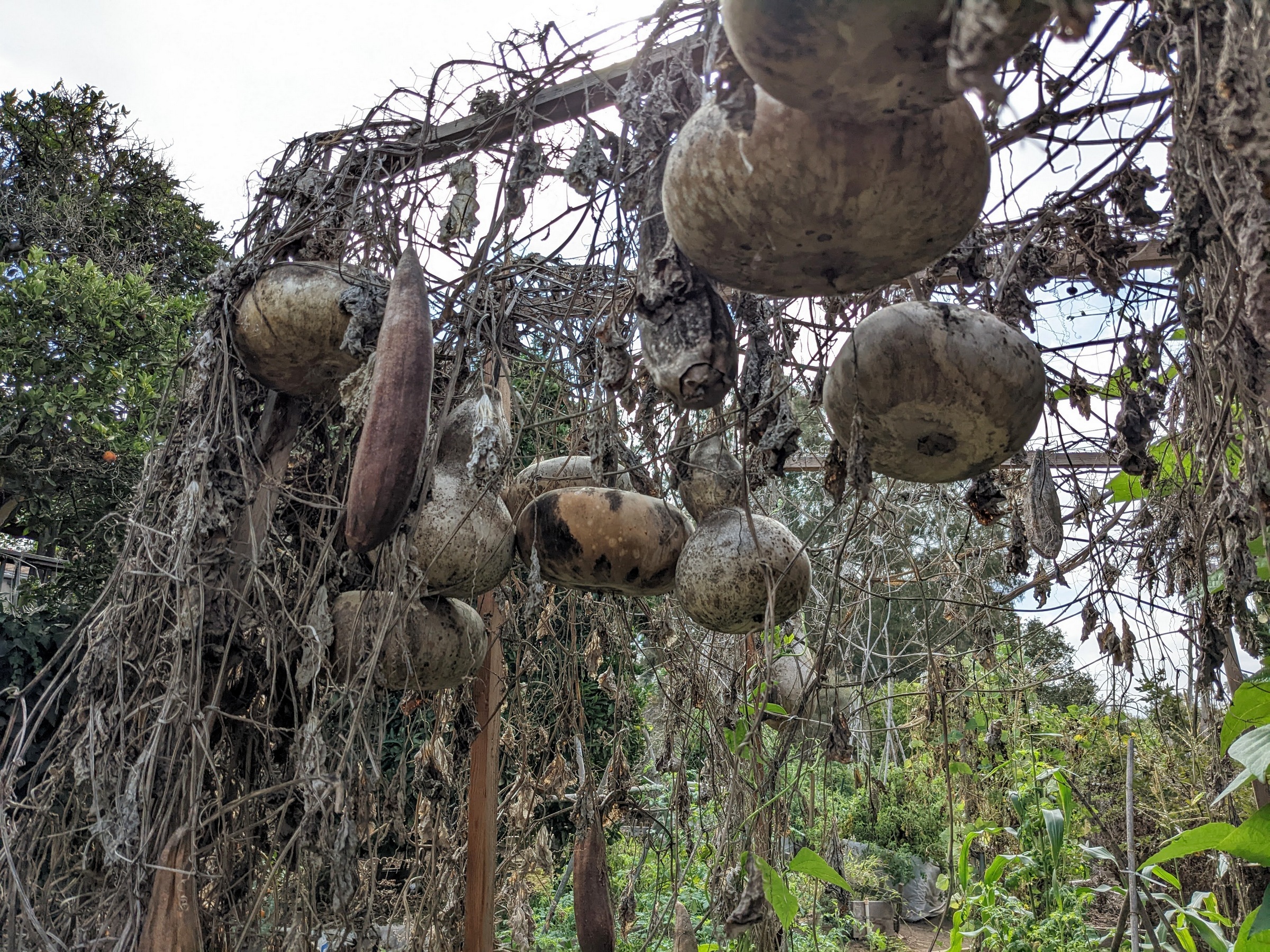 Good Gourd, Will You Look at That? | Sage's Acre