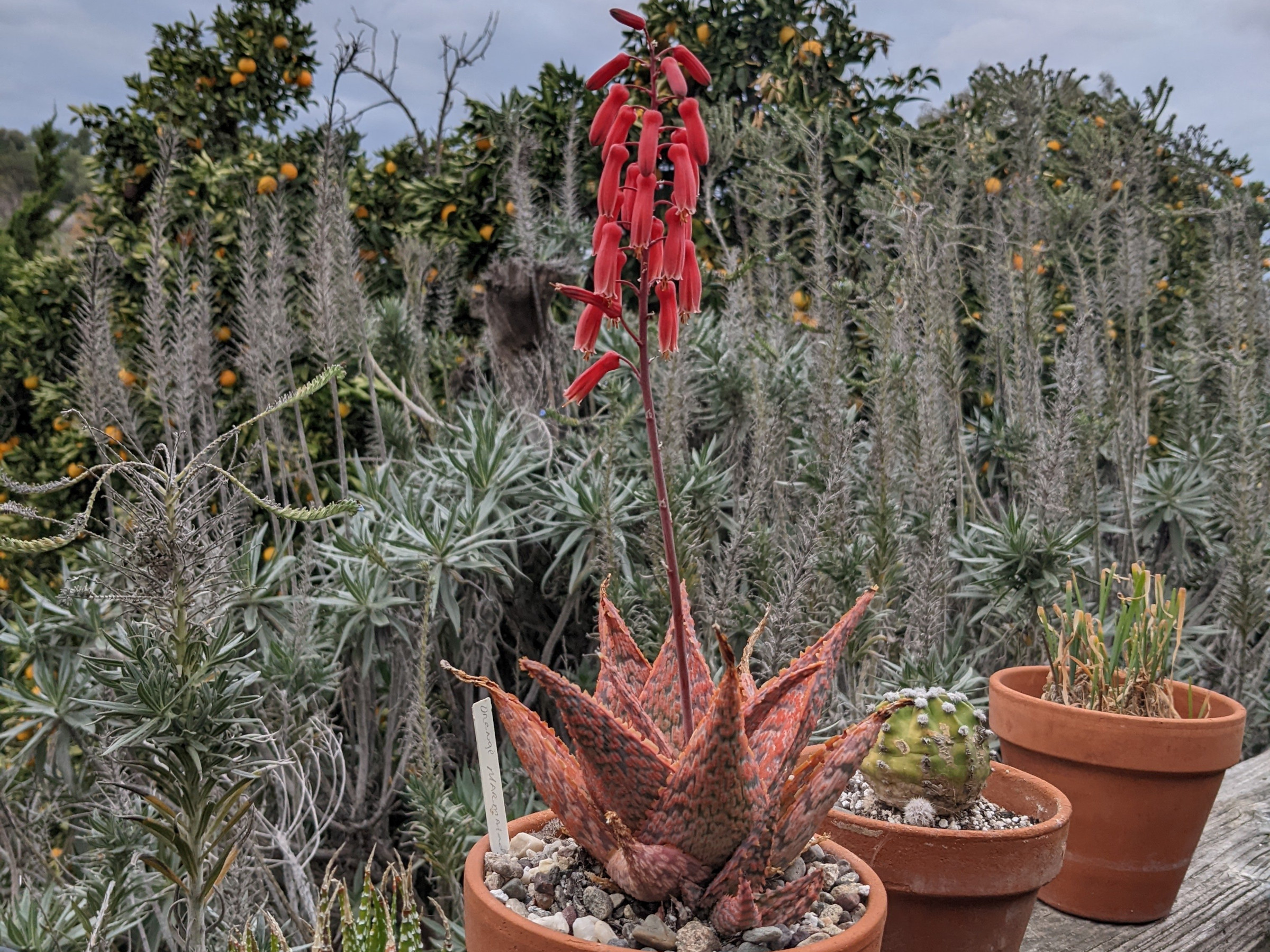 Gray Day, Orange Aloe | Sage's Acre
