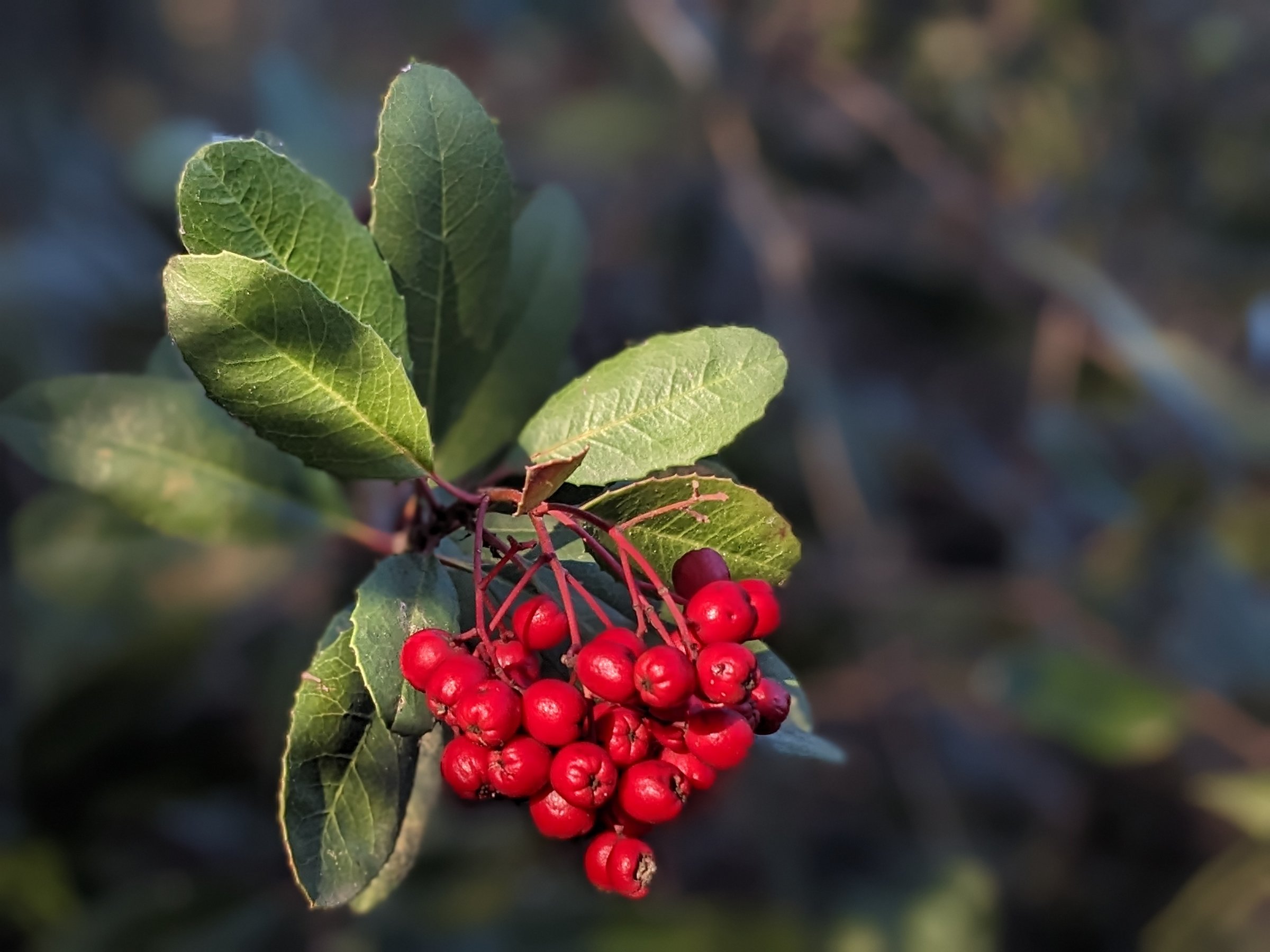 Holly Wood California | Sage's Acre