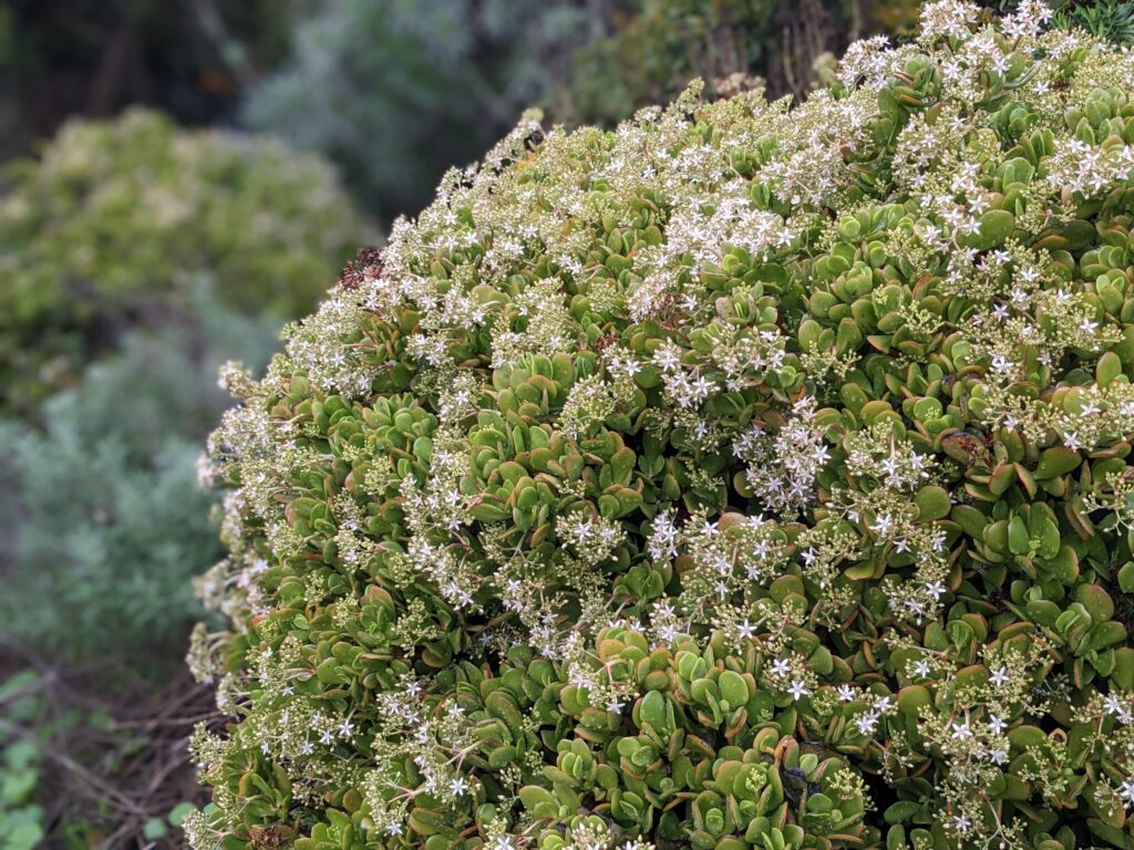 Jade Plant (Crassula ovata) | Sage's Acre