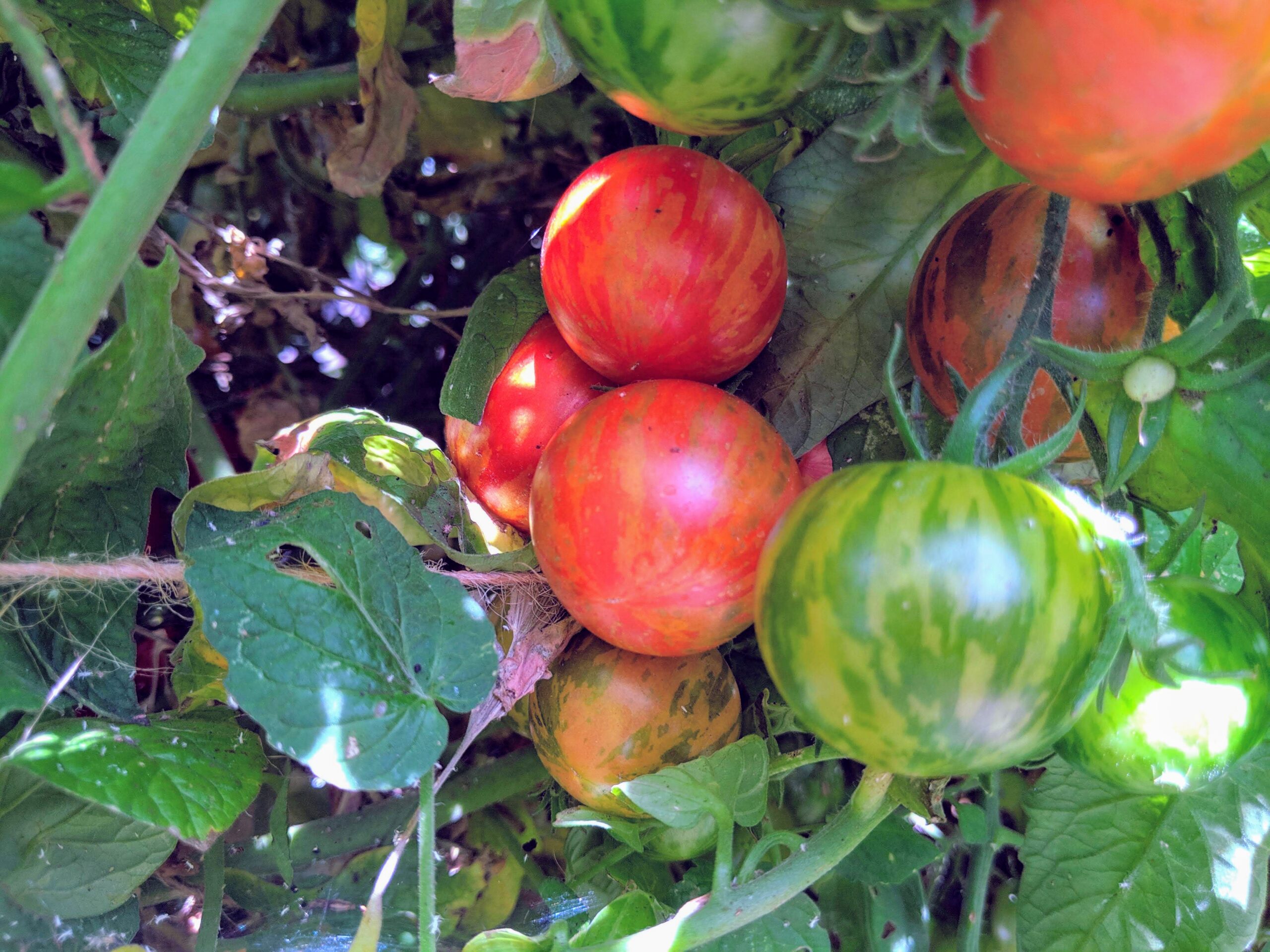 Self-Starting Winter Tomatoes | Sage's Acre