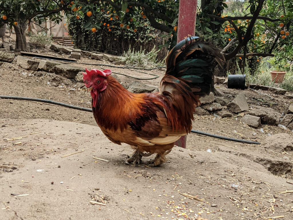 R.I.P. Gaucho the Magnificent Chicken | Sage's Acre