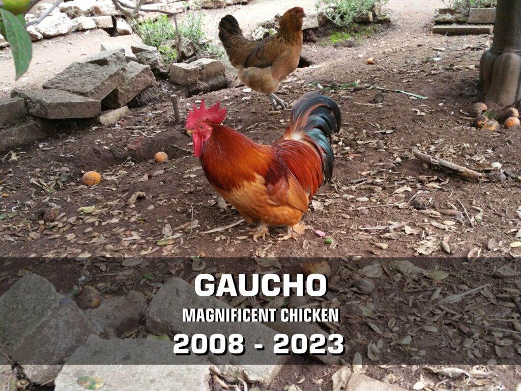 R.I.P. Gaucho the Magnificent Chicken | Sage's Acre