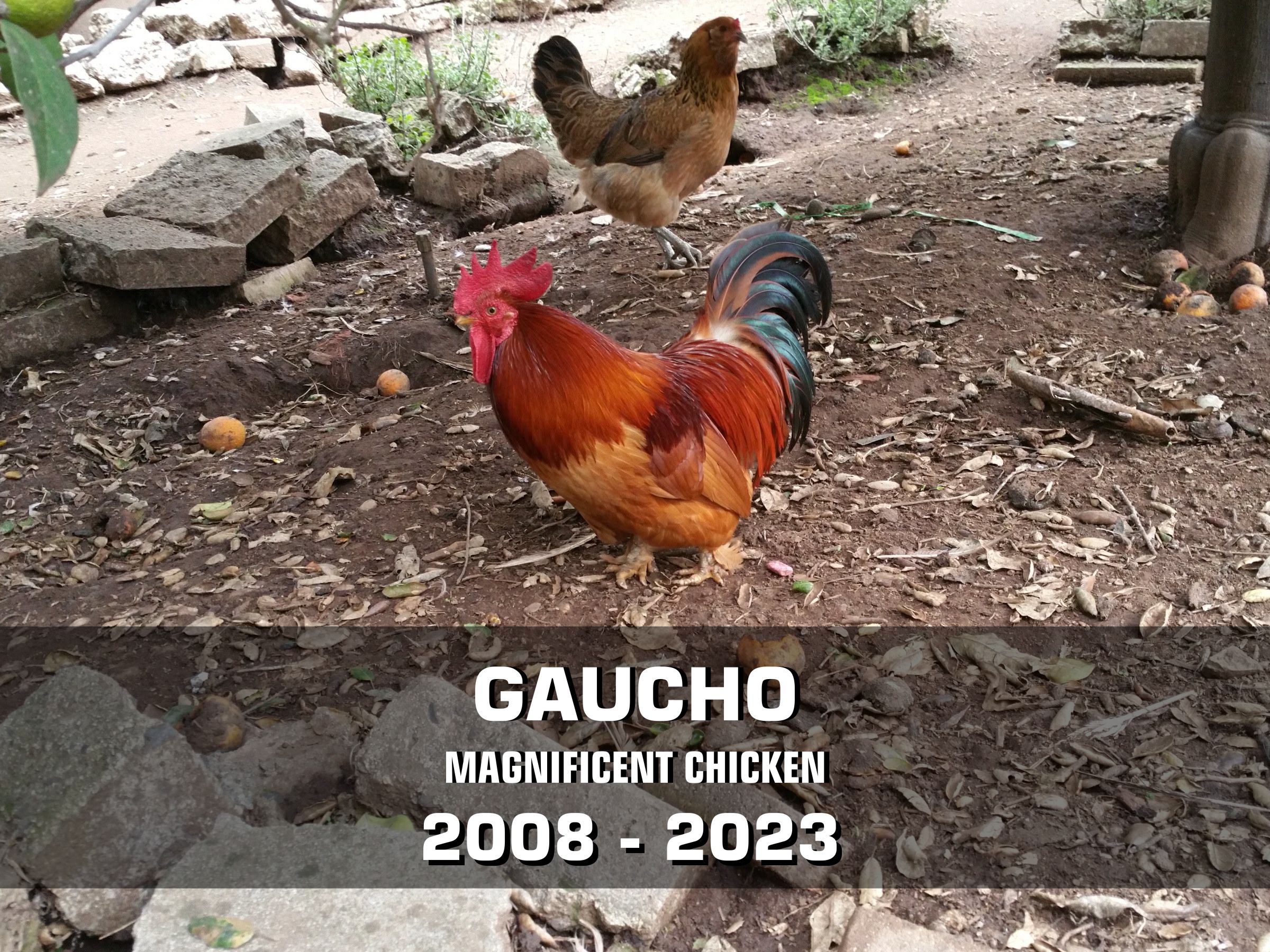 R.I.P. Gaucho the Magnificent Chicken | Sage's Acre