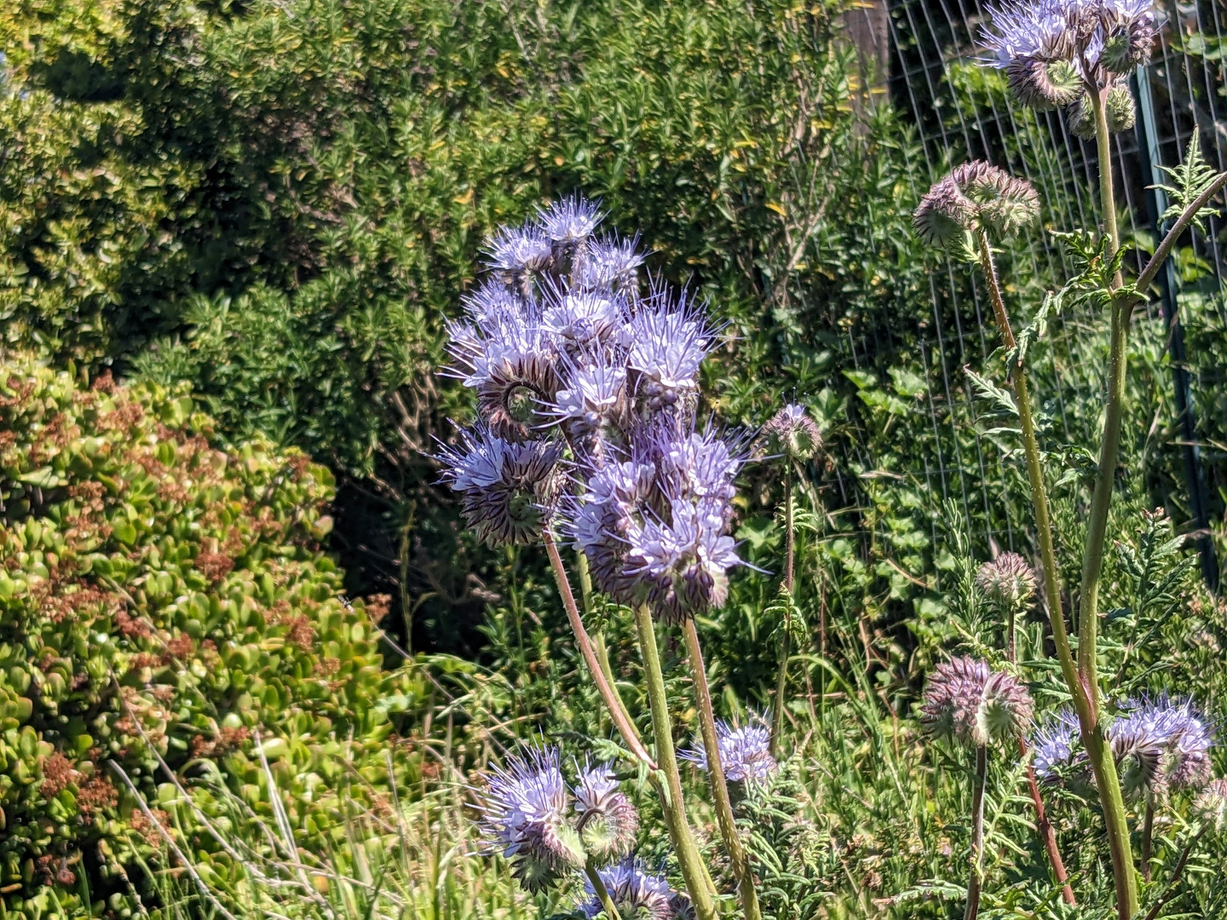 Lacy Phacelia (Phacelia tanacetifolia) | Sage's Acre