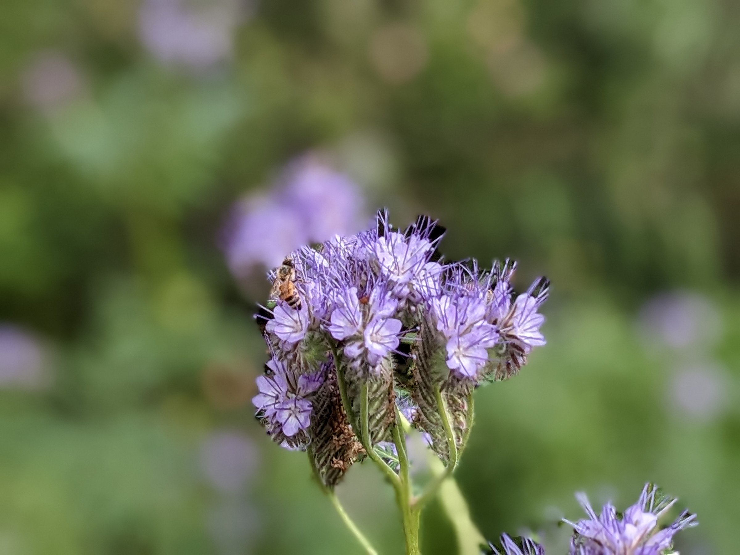 Lacy Phacelia (Phacelia tanacetifolia) | Sage's Acre