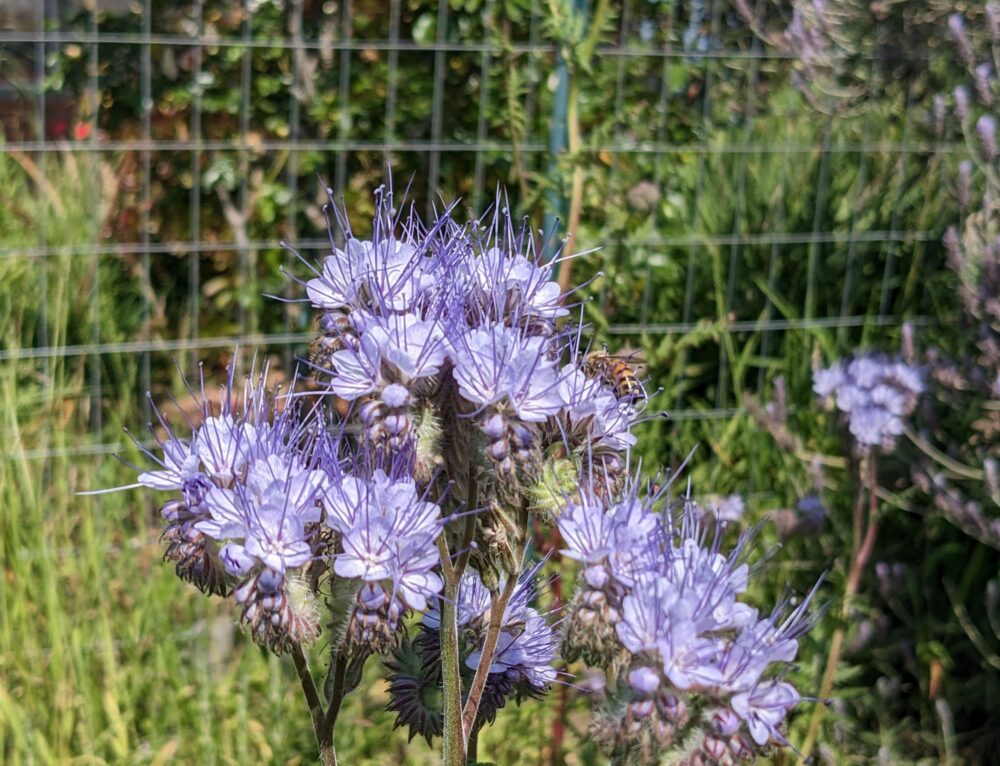 Peeping Pride of Madeira | Sage's Acre