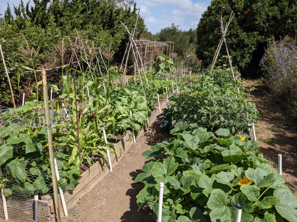 How to Build a “Lasagna” Garden | Sage's Acre