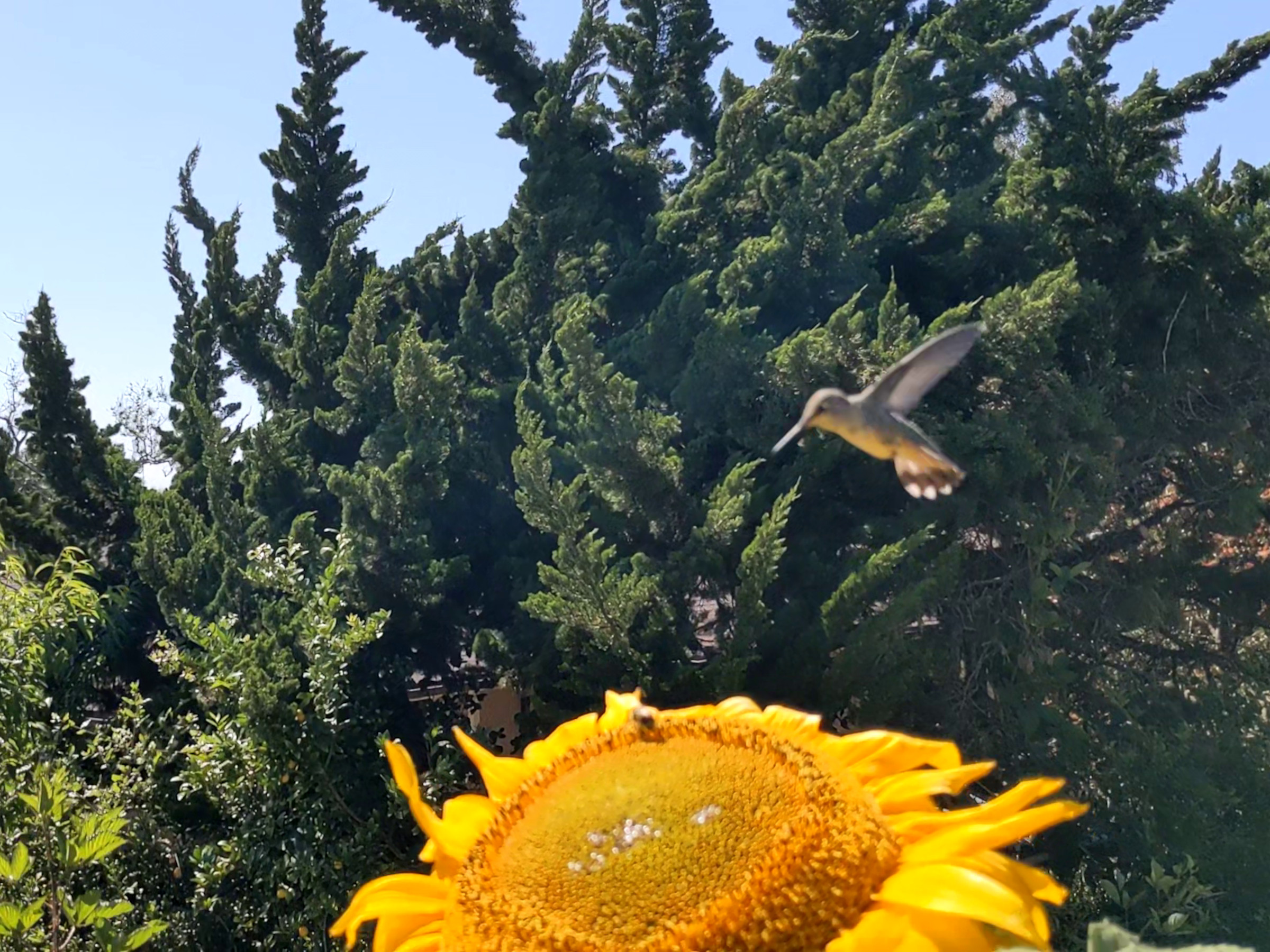 Summer at Last! | Sage's Acre