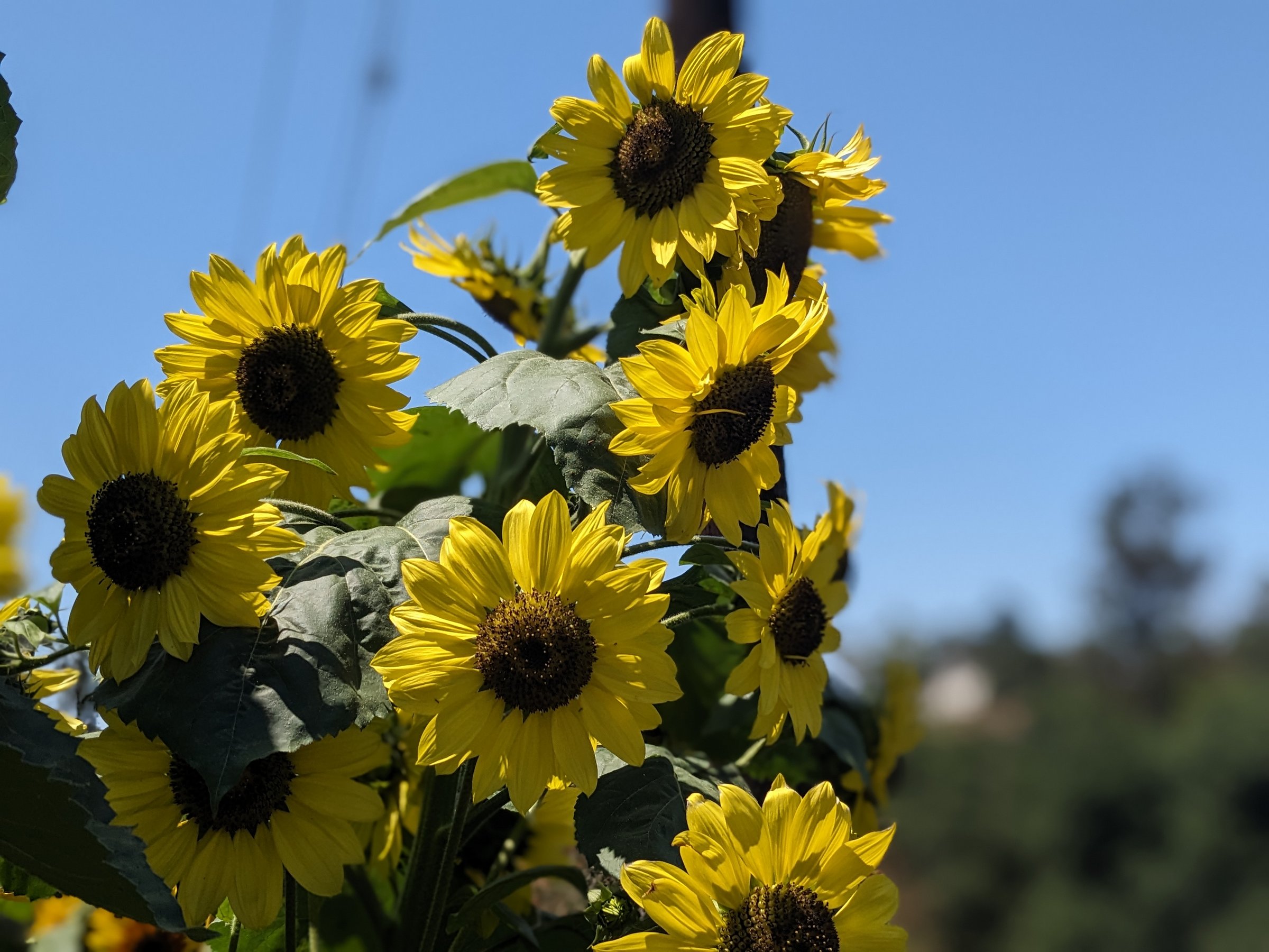 Lemon Queen Sunflower (Helianthus) | Sage's Acre