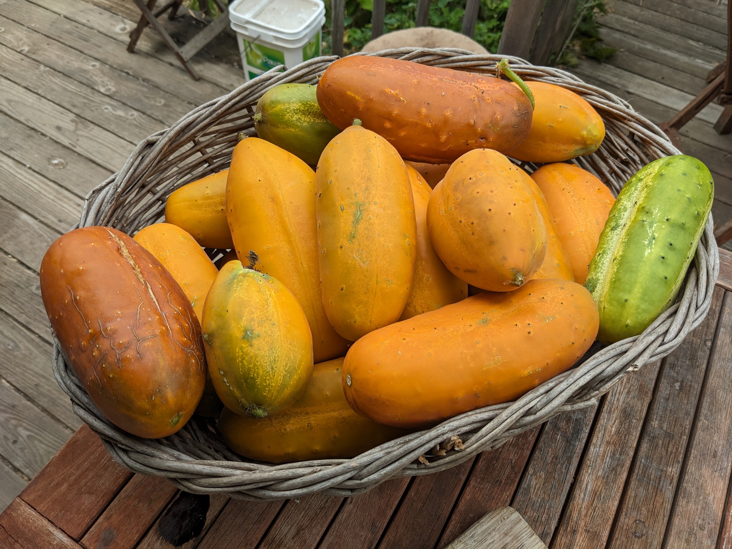 Dealing With Cucumber Overload | Sage's Acre