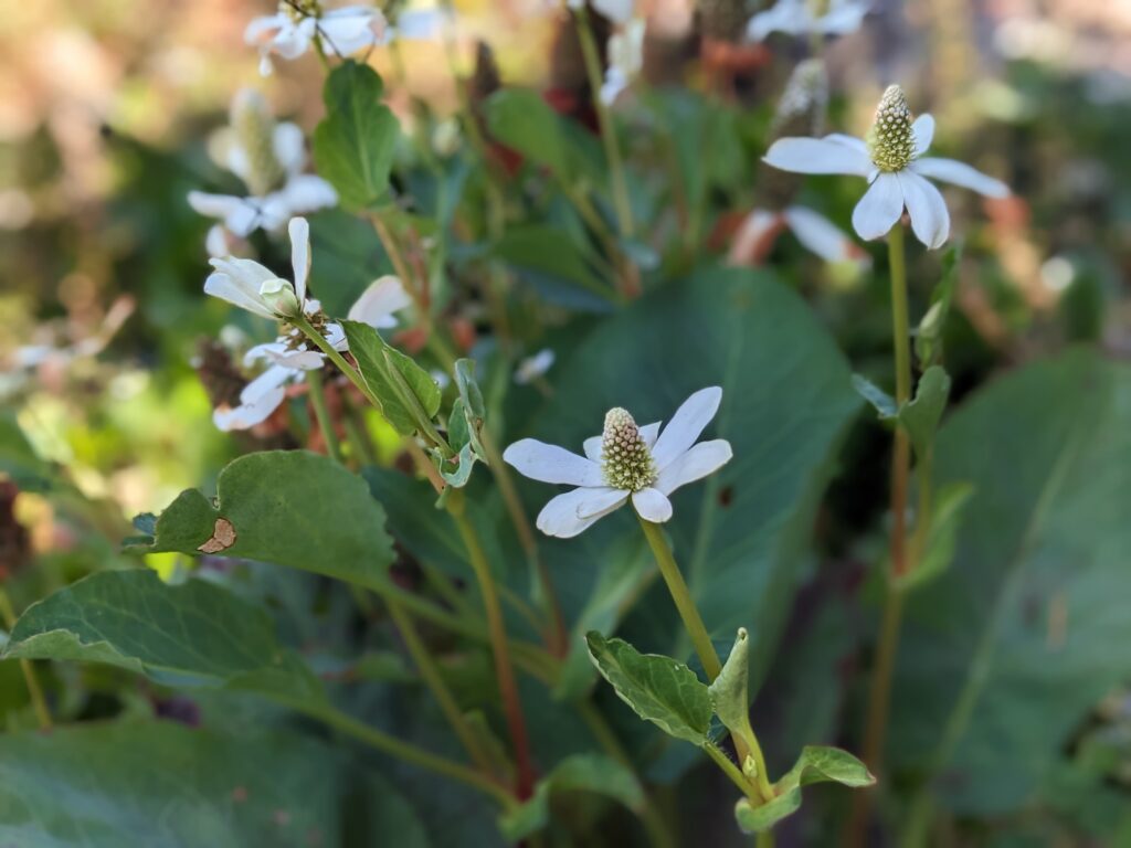 Yerba Mansa (Anemopsis californica) | Sage's Acre