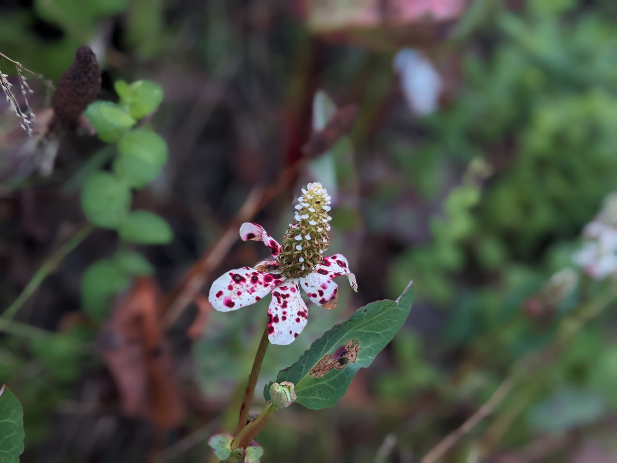 Yerba Mansa (Anemopsis californica) | Sage's Acre