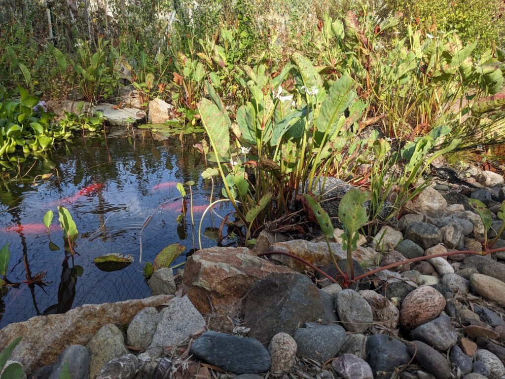Yerba Mansa (Anemopsis californica) | Sage's Acre