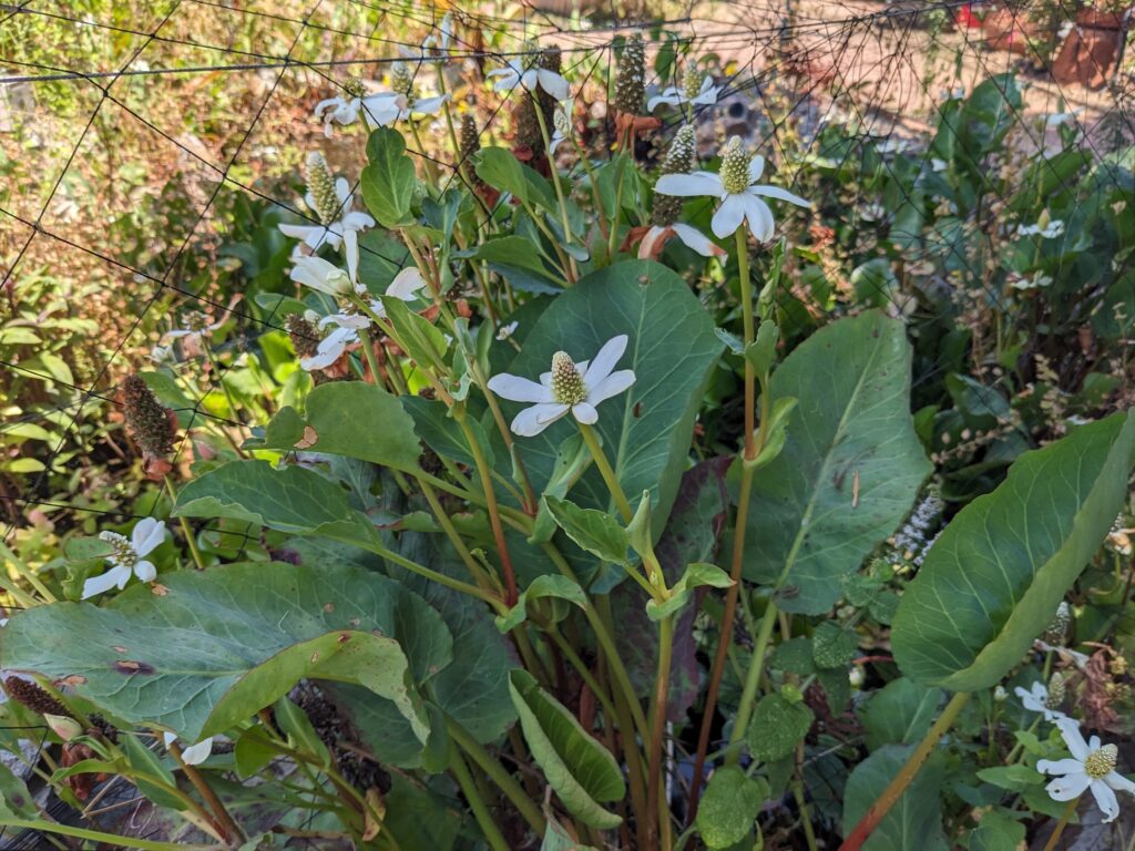 Yerba Mansa (Anemopsis californica) | Sage's Acre