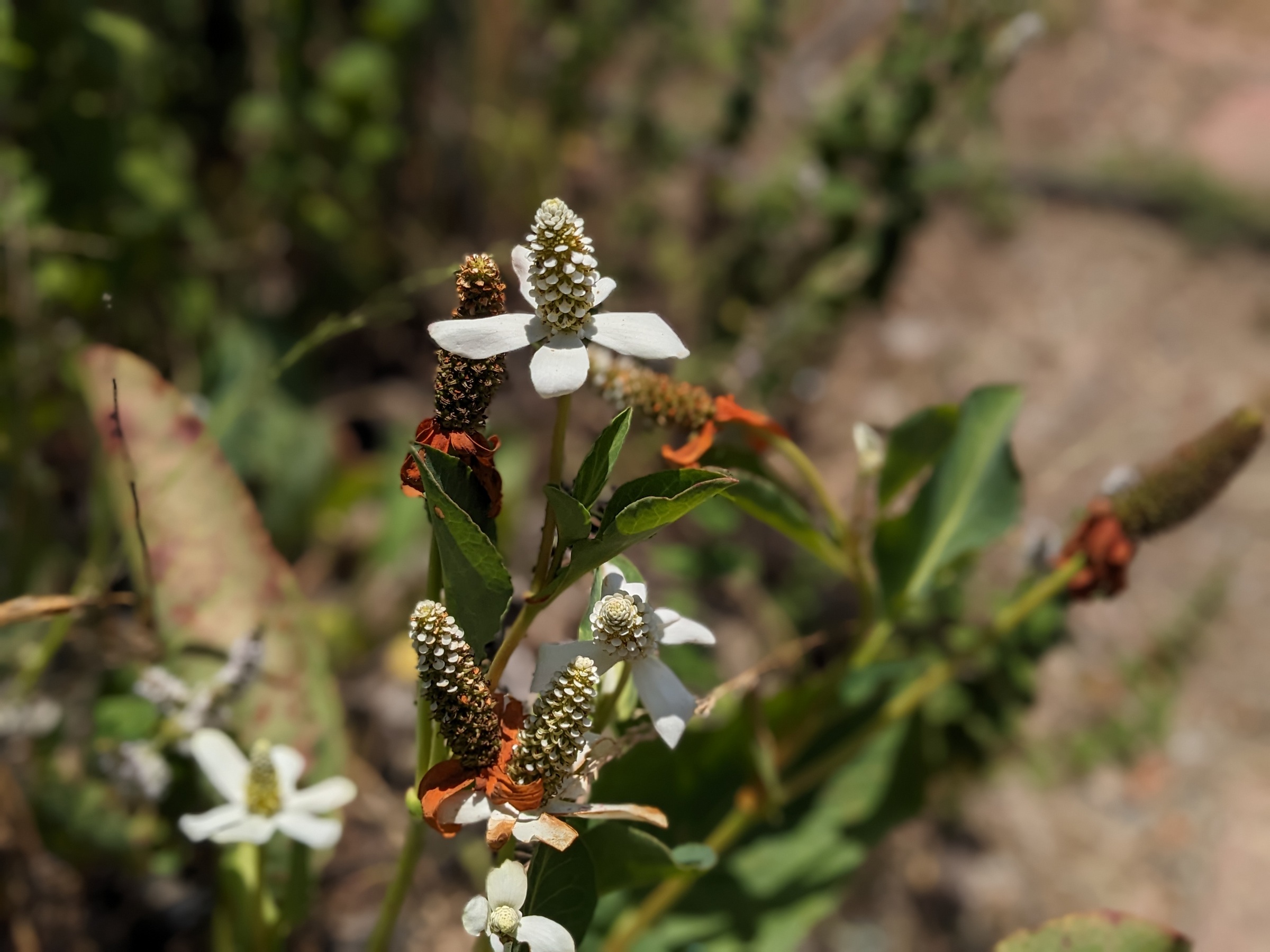 Yerba Mansa (Anemopsis californica) | Sage's Acre