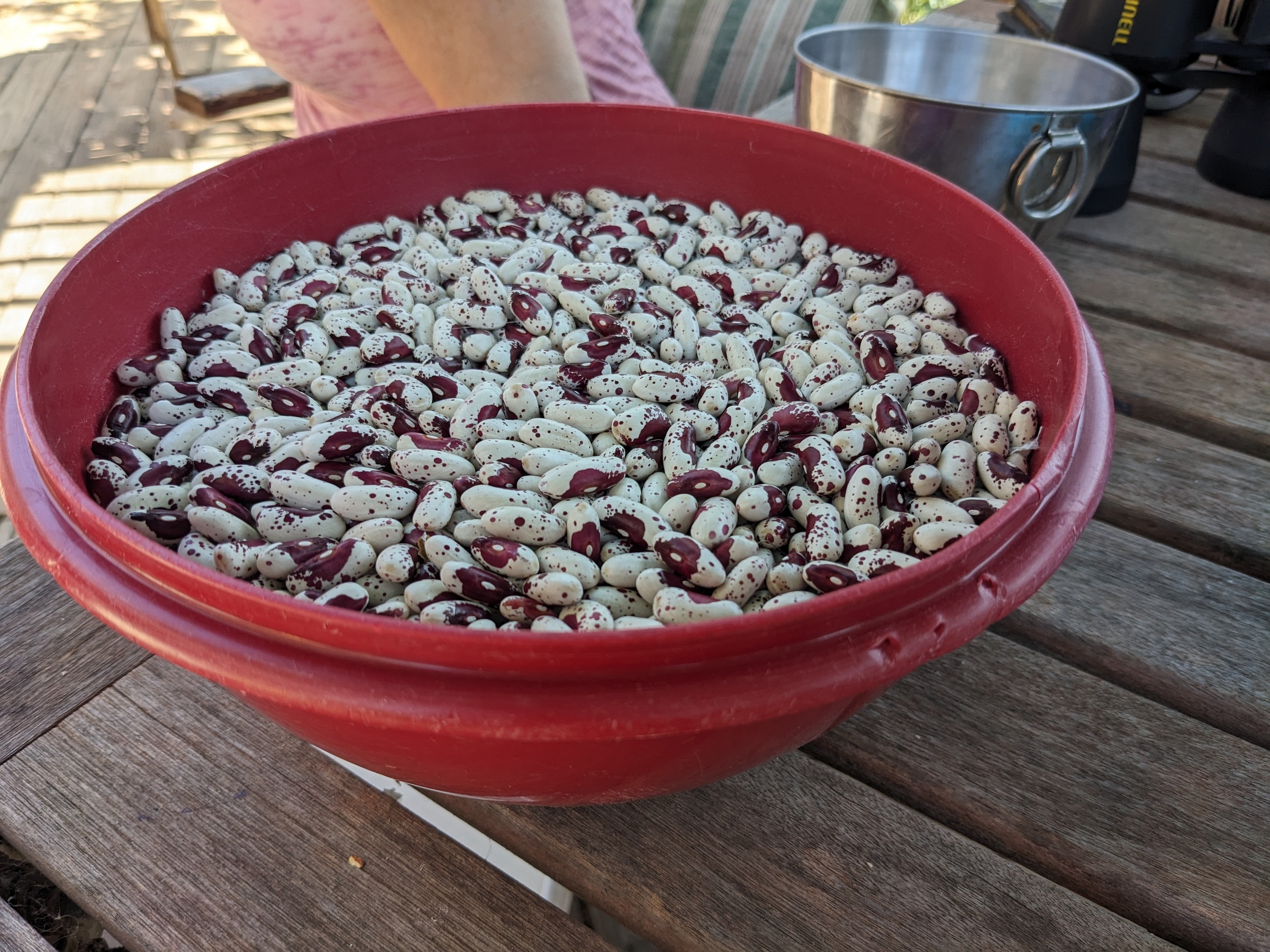 The ROI of Growing Your Own Beans | Sage's Acre