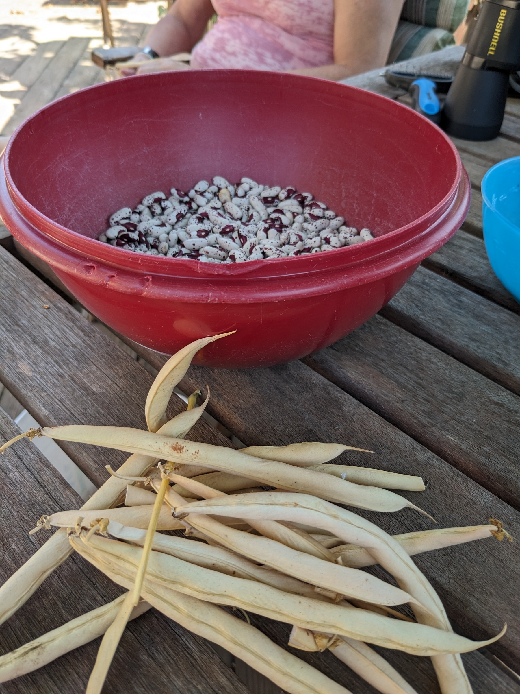 The ROI of Growing Your Own Beans | Sage's Acre