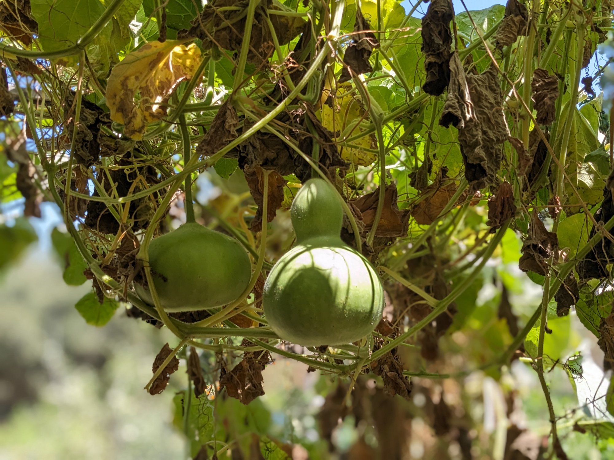 Mid-Summer Stroll in the Hanging Gourd Garden | Sage's Acre