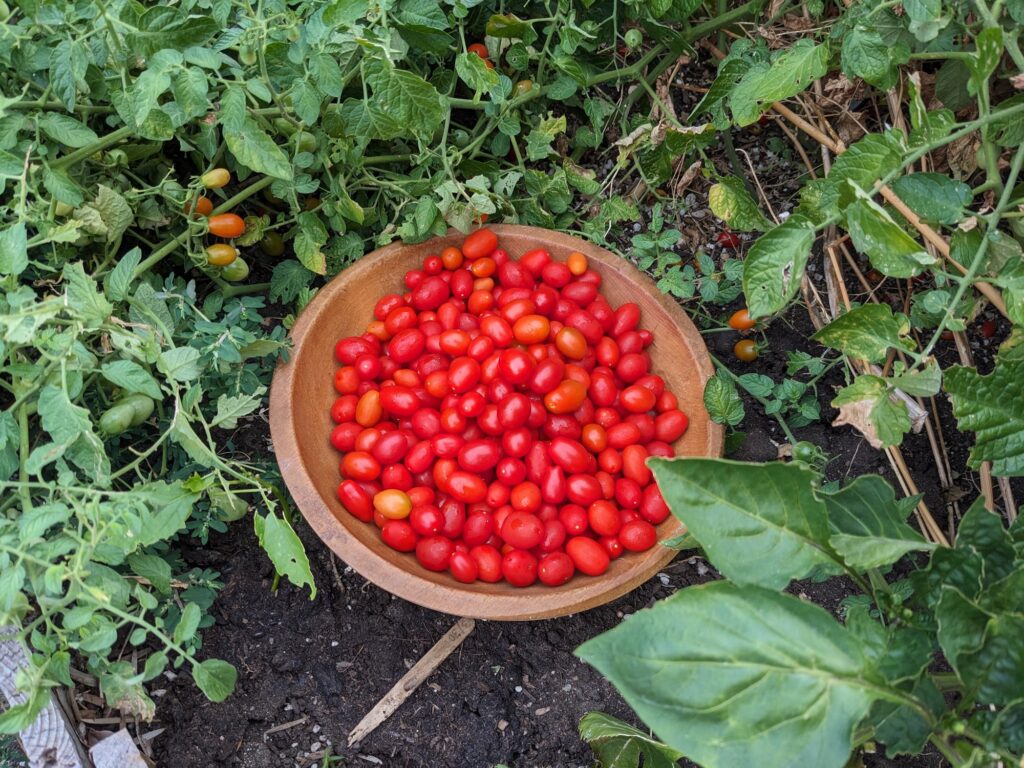 Pickled Cherry / Grape Tomatoes Recipe | Sage's Acre