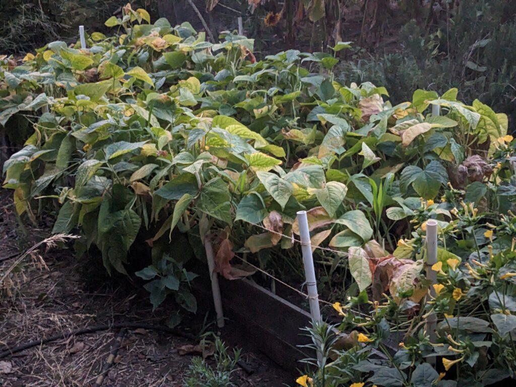 The ROI of Growing Your Own Beans | Sage's Acre