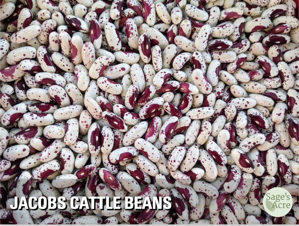 The ROI of Growing Your Own Beans | Sage's Acre
