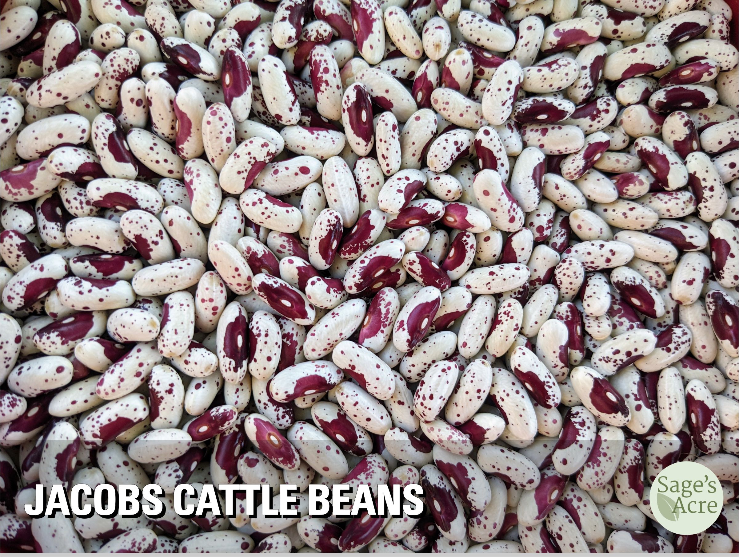 The ROI of Growing Your Own Beans | Sage's Acre