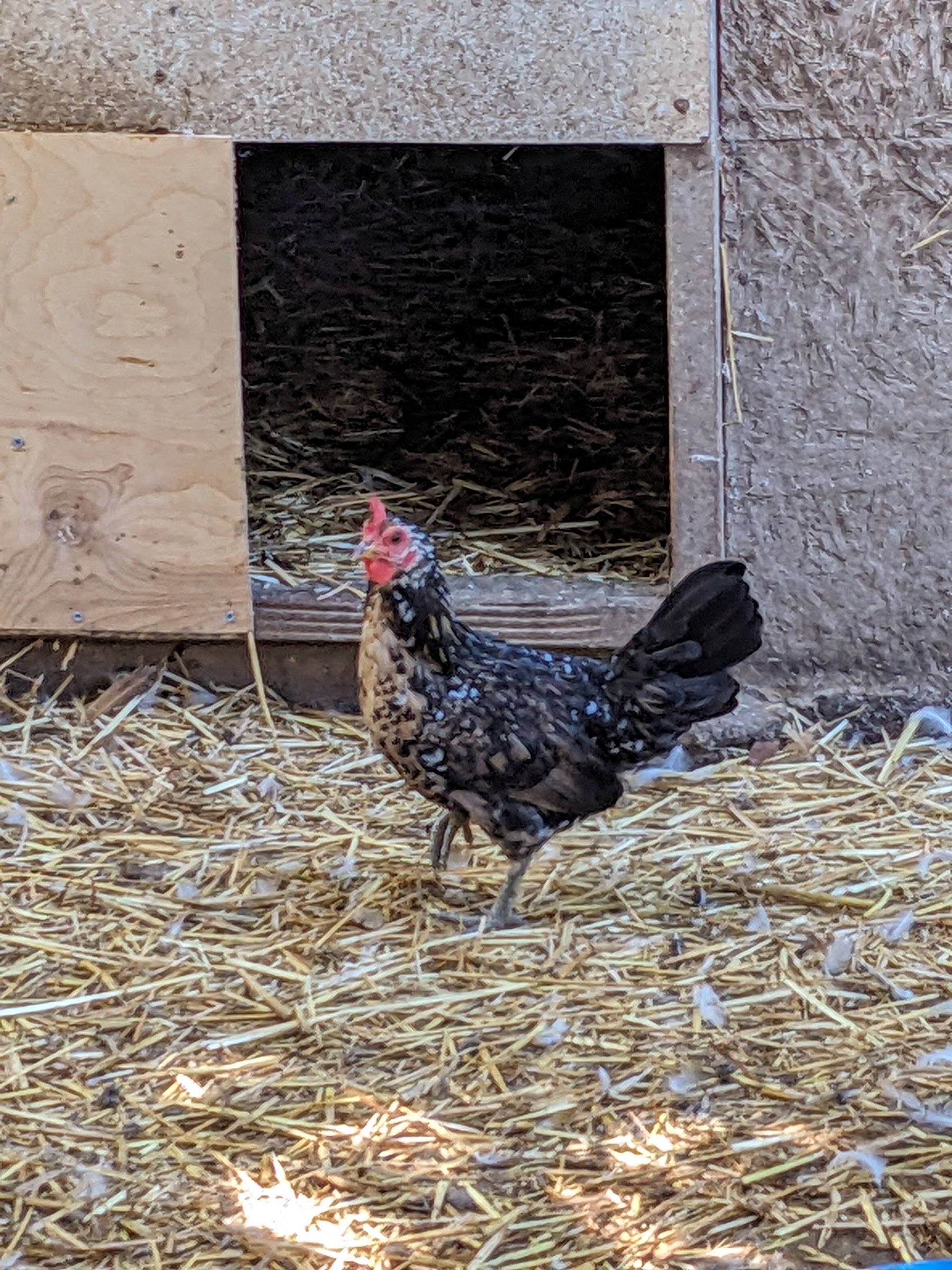 A Tiny Mystery Chicken Just Showed Up | Sage's Acre