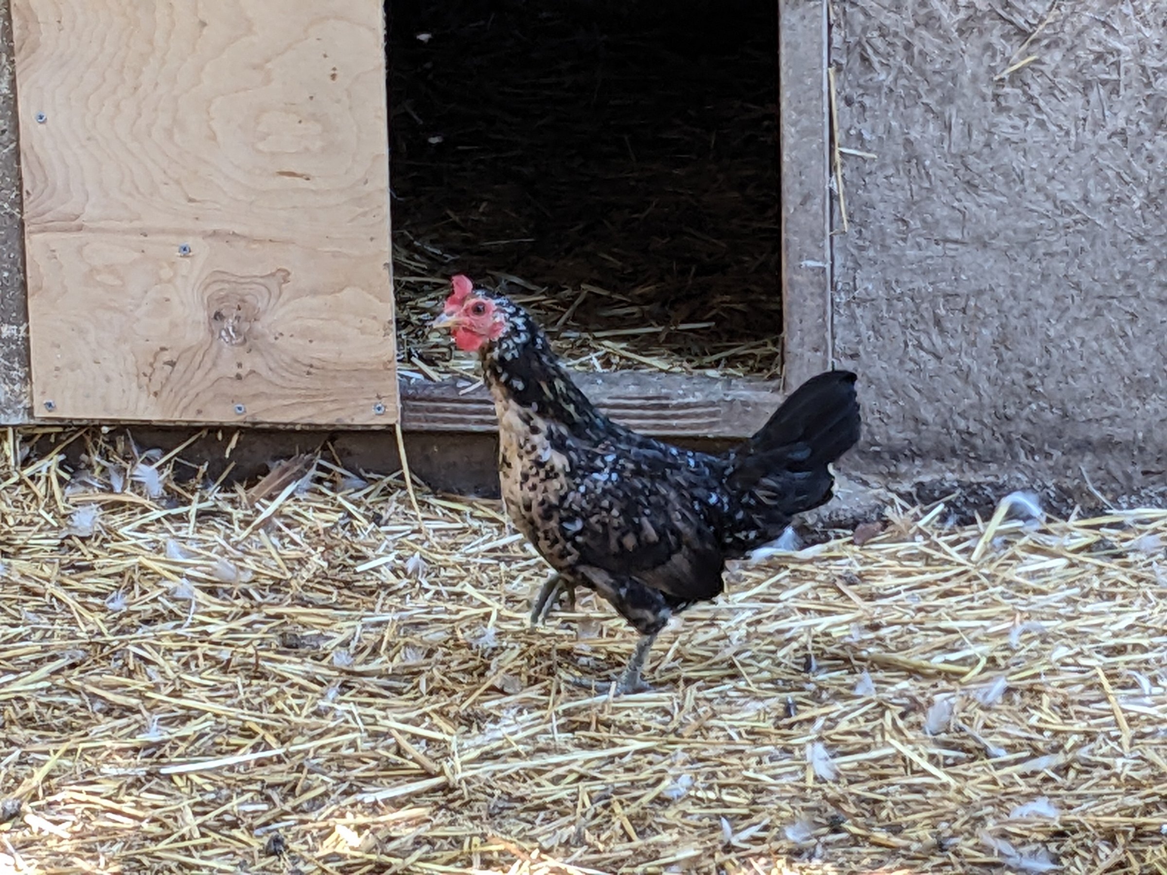 A Tiny Mystery Chicken Just Showed Up | Sage's Acre