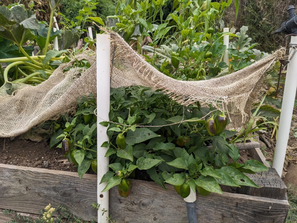 Garden Hack: Made in the Shade | Sage's Acre