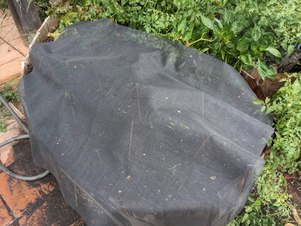 Garden Hack: Made in the Shade | Sage's Acre