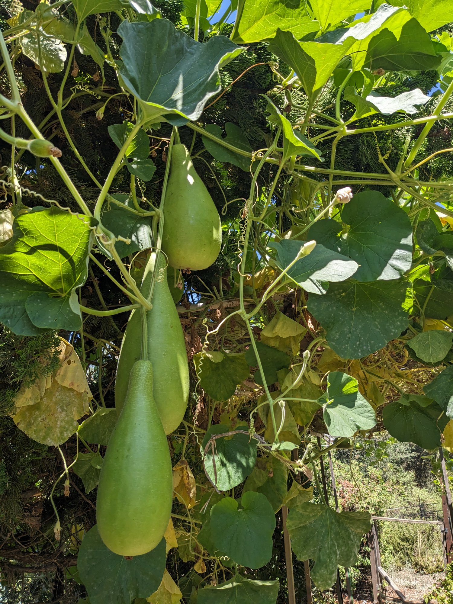 Mid-Summer Stroll in the Hanging Gourd Garden | Sage's Acre