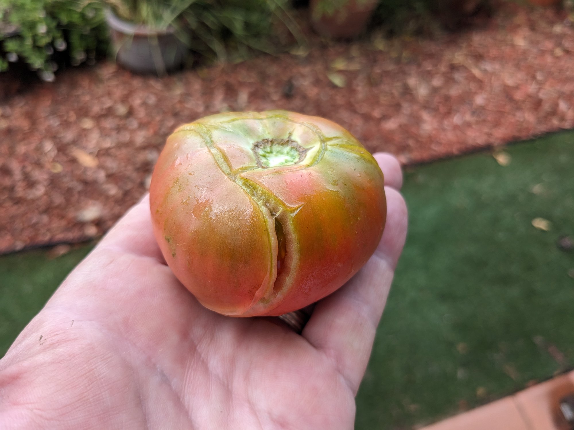 Post Hurricane Tomato Explosion | Sage's Acre