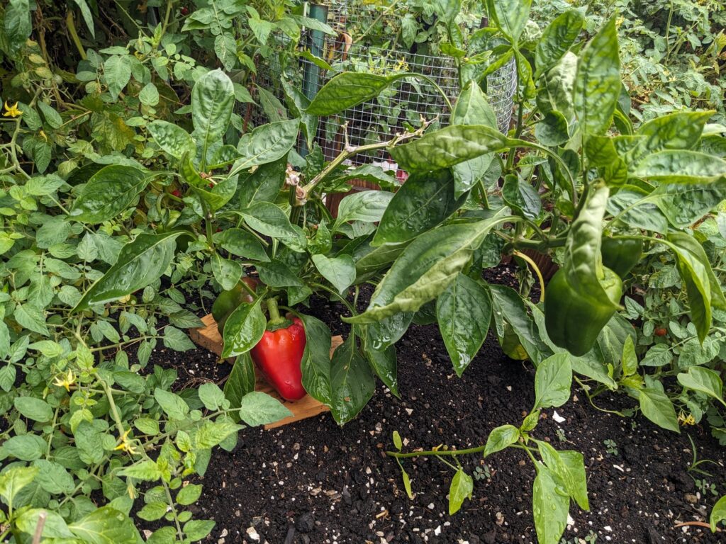 Don’t Toss Those Pepper Plants! | Sage's Acre