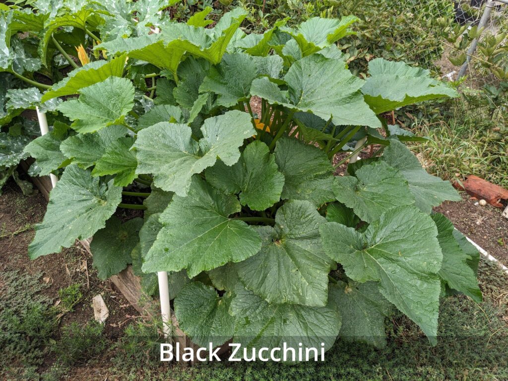 The best zucchini varieties for home gardens | Sage's Acre