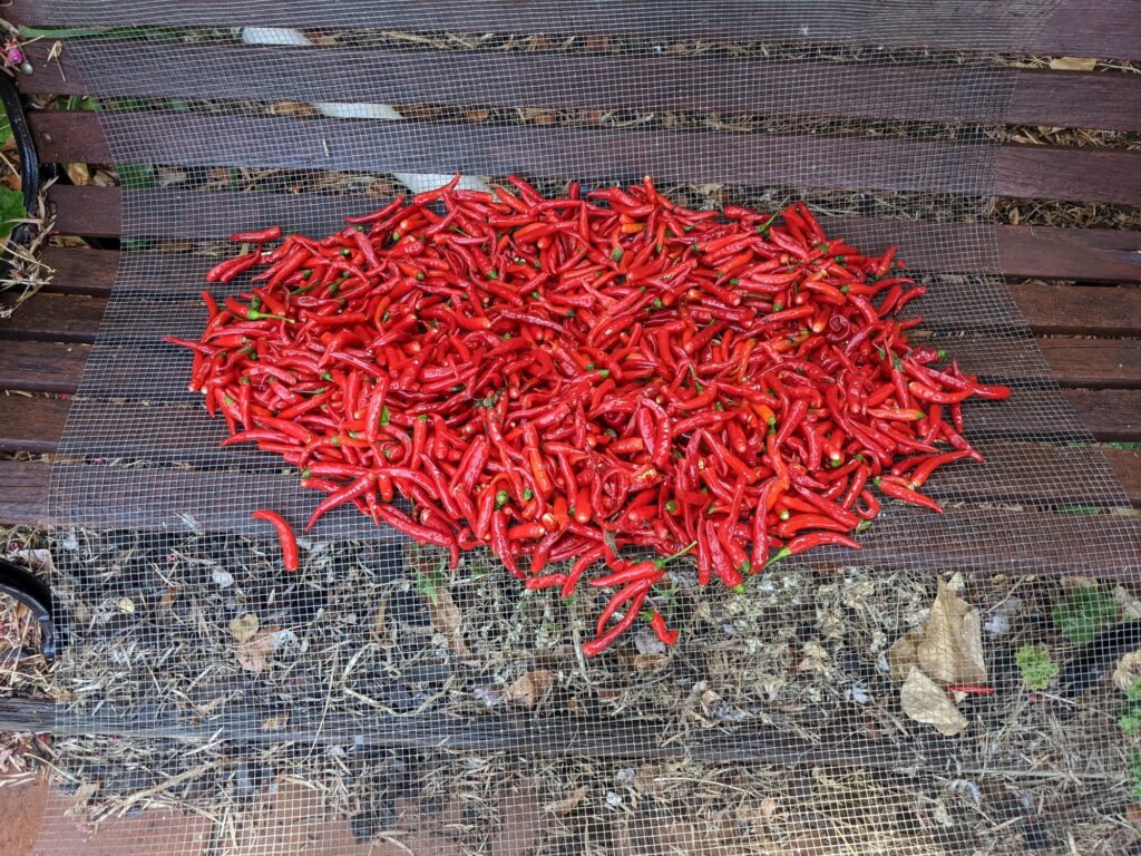 Don’t Toss Those Pepper Plants! | Sage's Acre