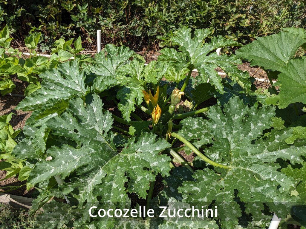 The best zucchini varieties for home gardens | Sage's Acre