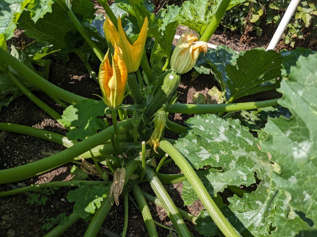 The best zucchini varieties for home gardens | Sage's Acre