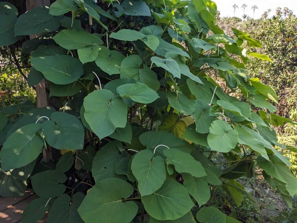 Root Beer Plant (Piper auritum) | Sage's Acre