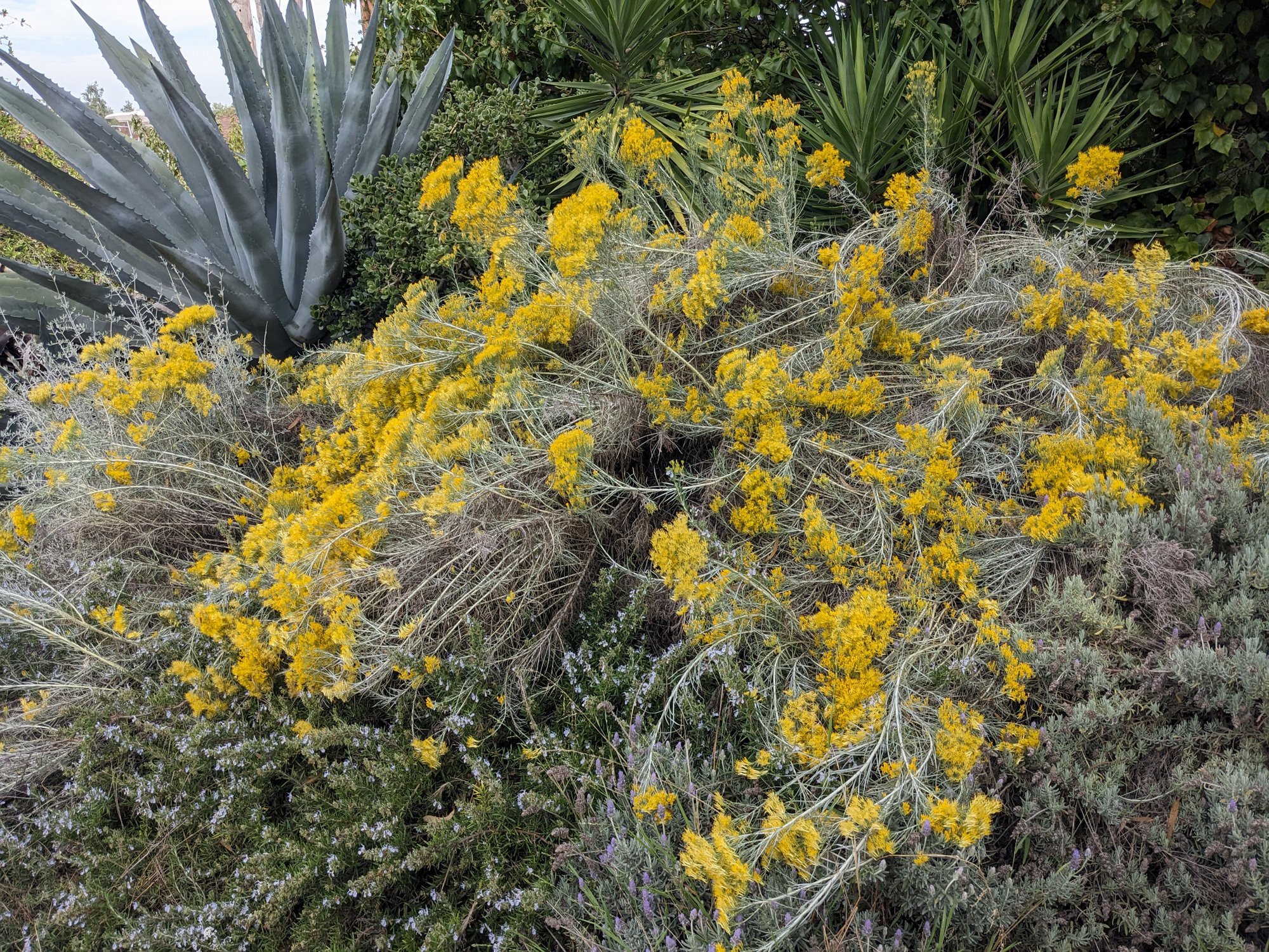 Rubber Rabbitbrush (Ericameria nauseosa) | Sage's Acre