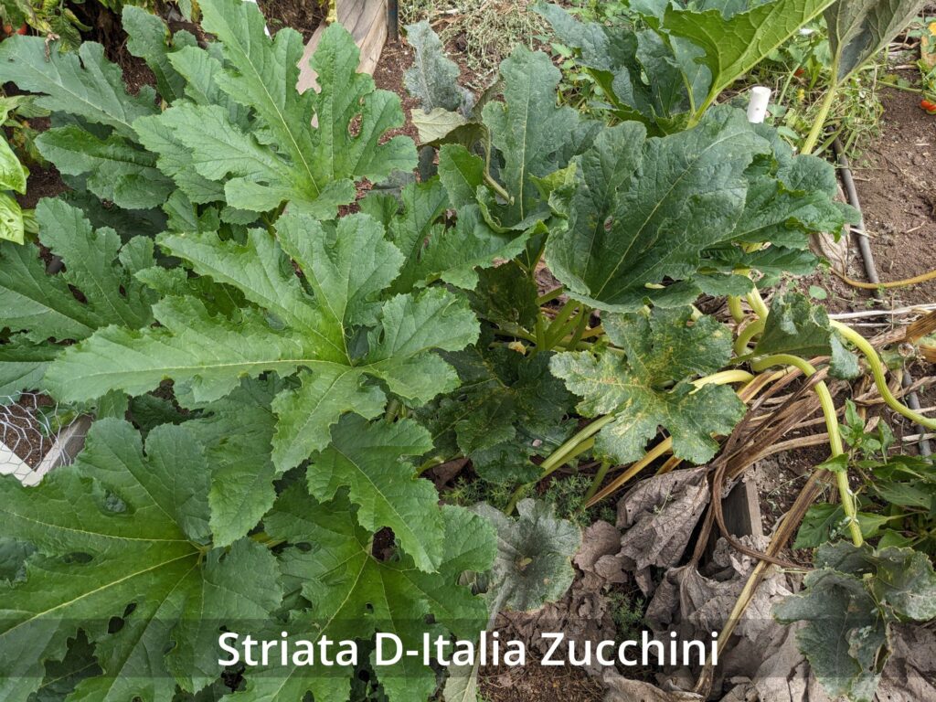 The best zucchini varieties for home gardens | Sage's Acre